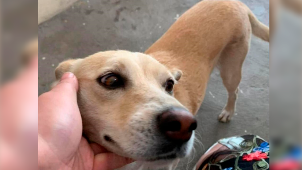 Sita, la perrita 'traviesa' que se roba los lonches en una escuela ...
