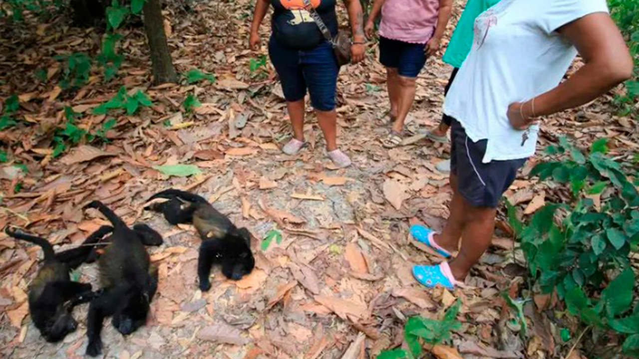 Semarnat investiga la muerte de primates en Tabasco y Chiapas - NRT México