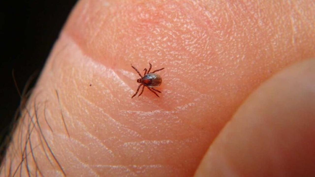 Detectan el primer caso de Rickettsia por picadura de garrapata - NRT ...
