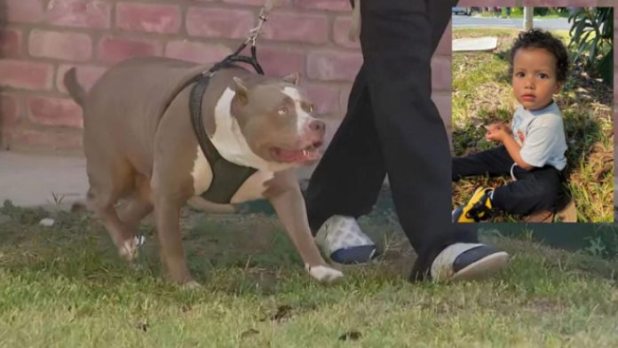 Bebé fallece tras ataque de perros Pitbull; niñera fue arrestada - NRT ...