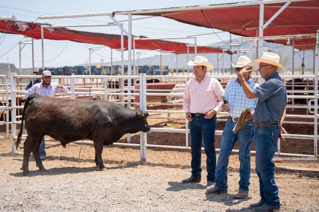 Preside Yesica Sifuentes final del concurso del novillo gordo en ...