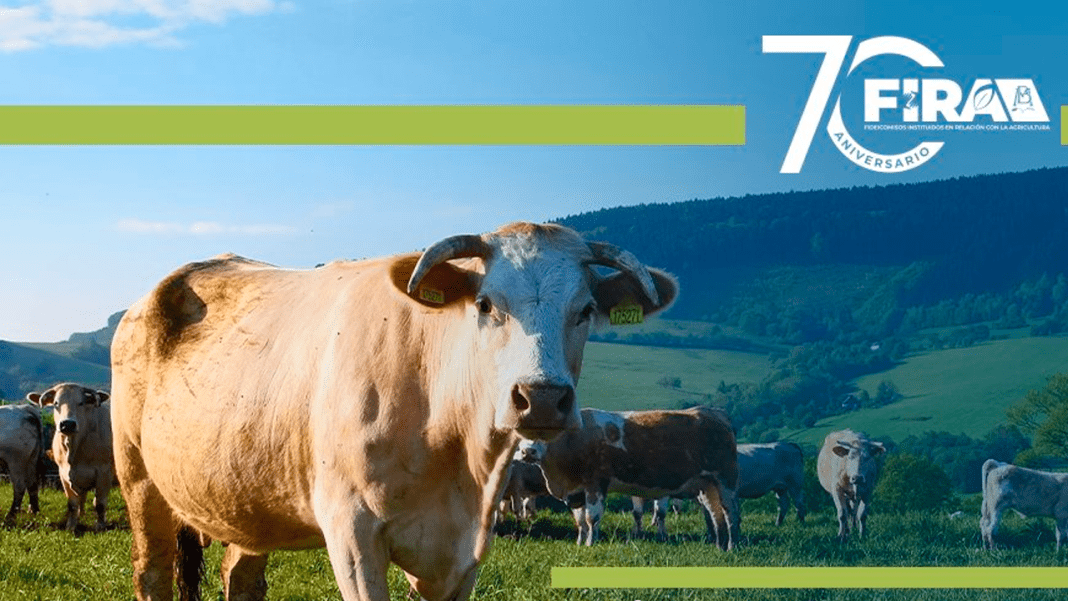 Cuatro estados lideran la producción de carne bovina en México - NRT México